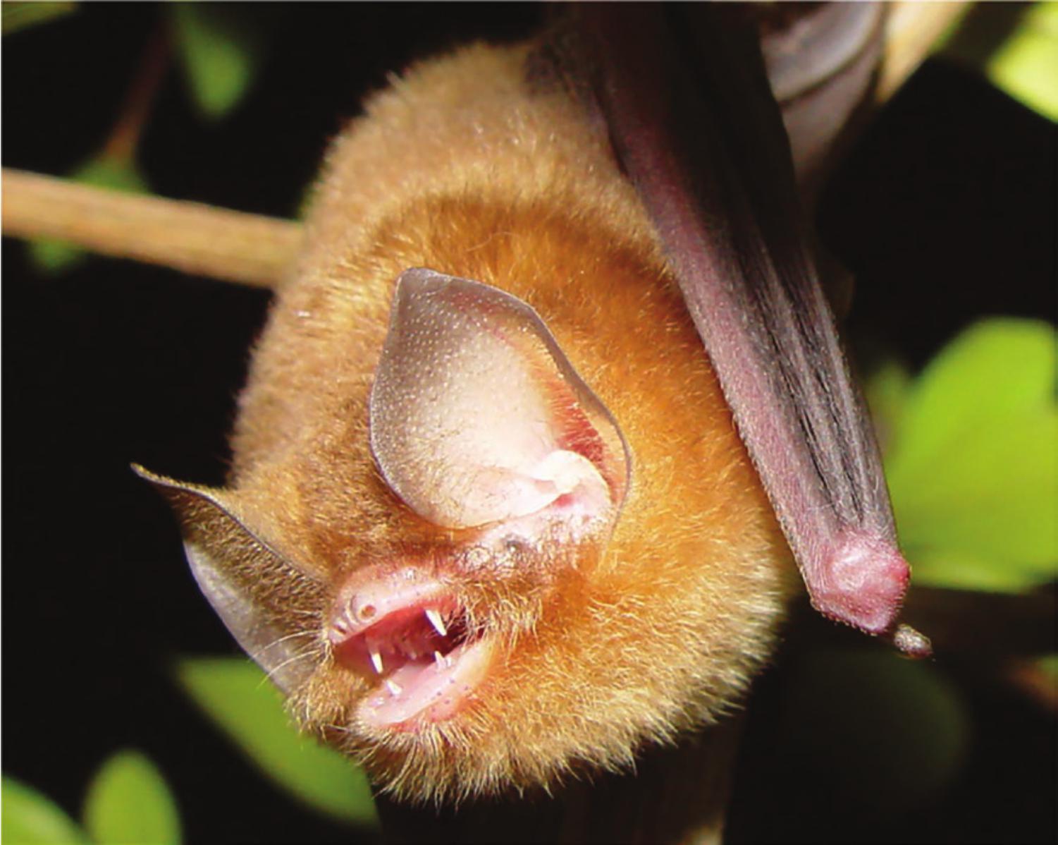 YANGOCHIROPTERA | Chiroptera